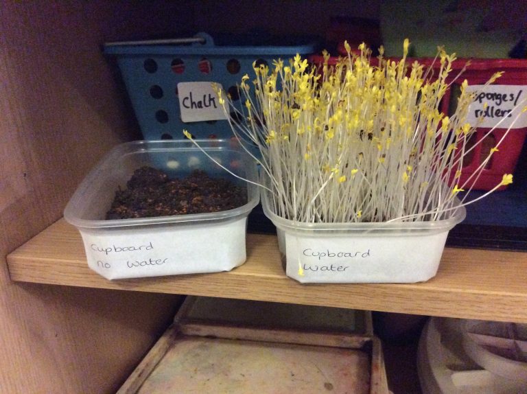 Year 1/2 - Class 2 - Growing Cress Experiment - Cookridge Primary