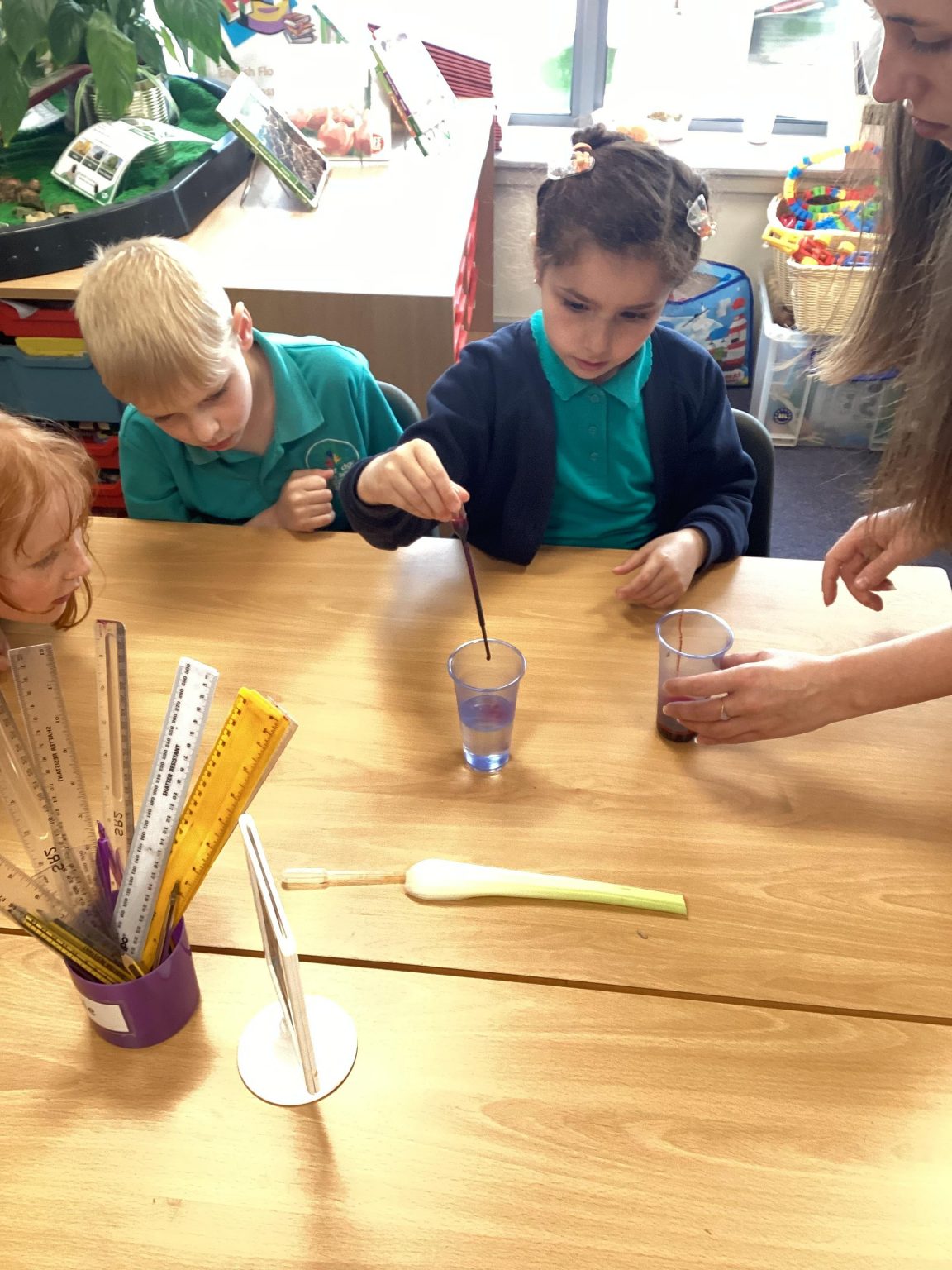KS1 - Science - Celery Experiment! - Cookridge Primary