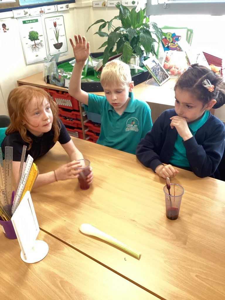 KS1 - Science - Celery Experiment! - Cookridge Primary