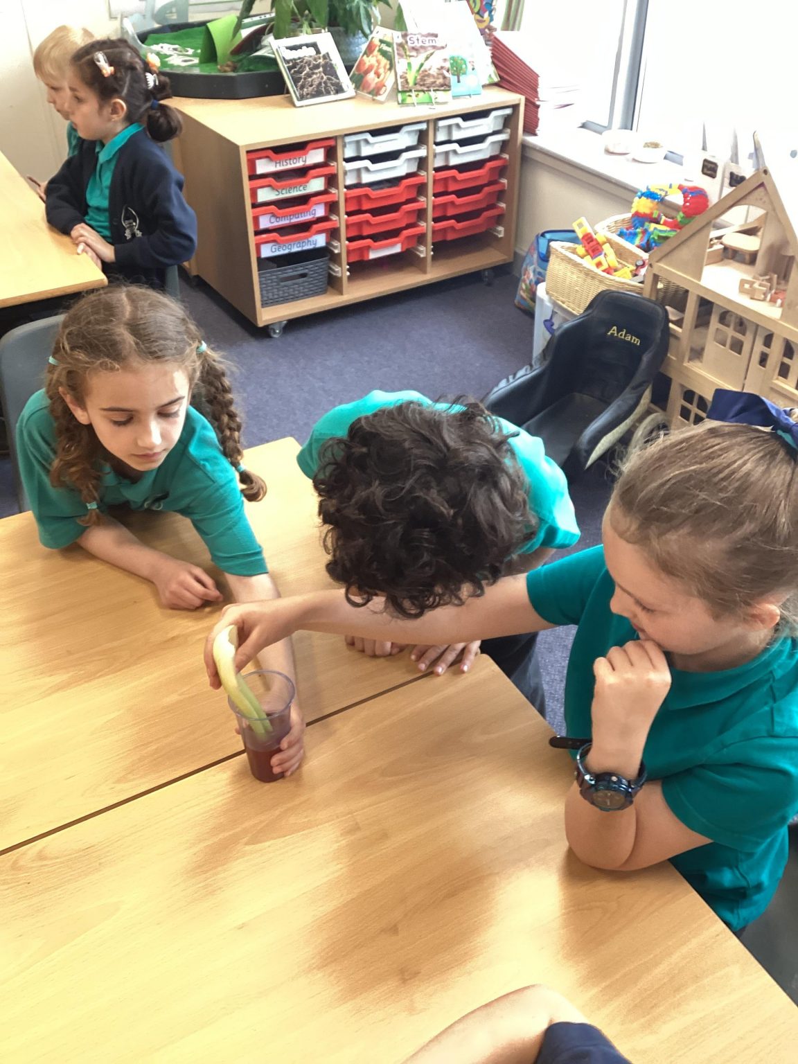 KS1 - Science - Celery Experiment! - Cookridge Primary