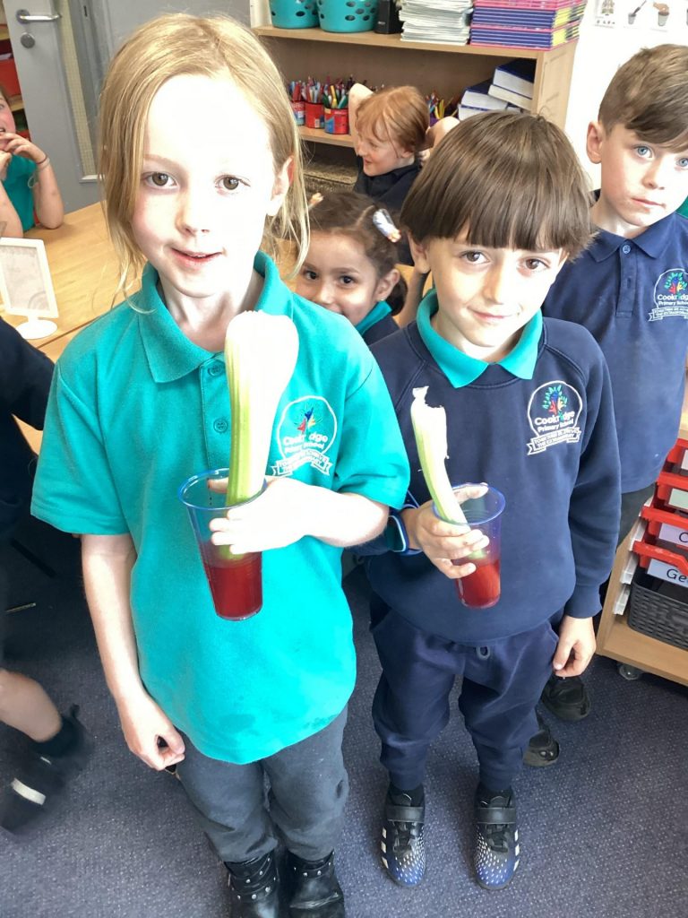 KS1 - Science - Celery Experiment! - Cookridge Primary
